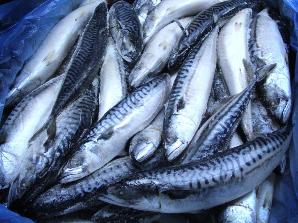 Titus fish or Mackerel: Nutritious seafood with potential health ...